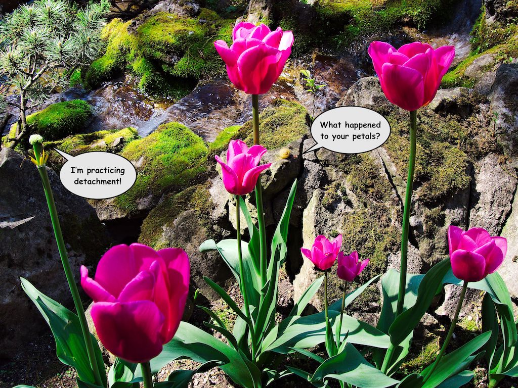 The Wisdom of Fading Flowers - Shalom Snail