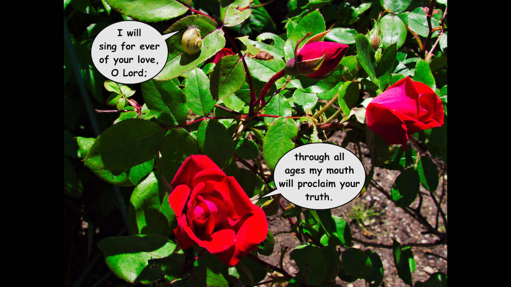 Red Rose Chant, Day 1 - Shalom Snail