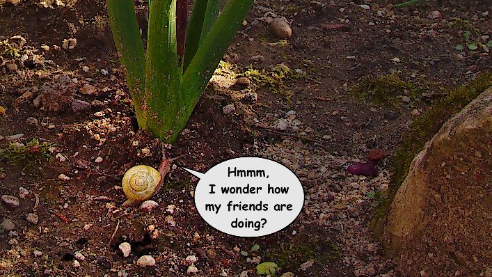 Paying a Visit - Shalom Snail