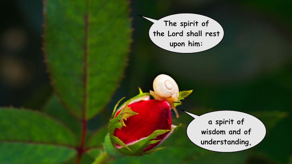 The Root of Jesse, Day 2 - Shalom Snail