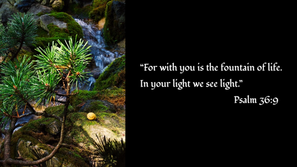 Fountain of Light - Shalom Snail