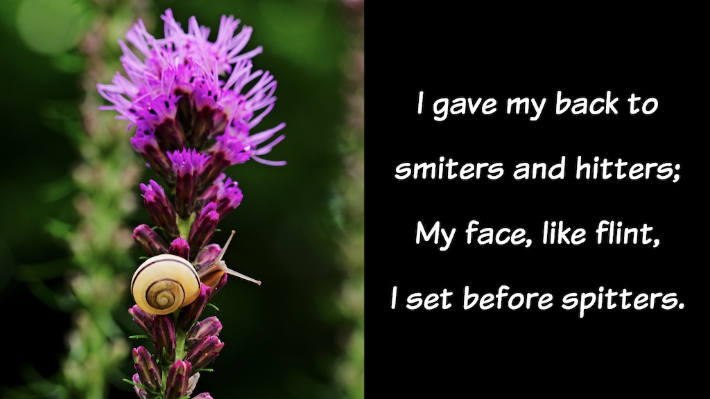 My Face Like Flint - Shalom Snail