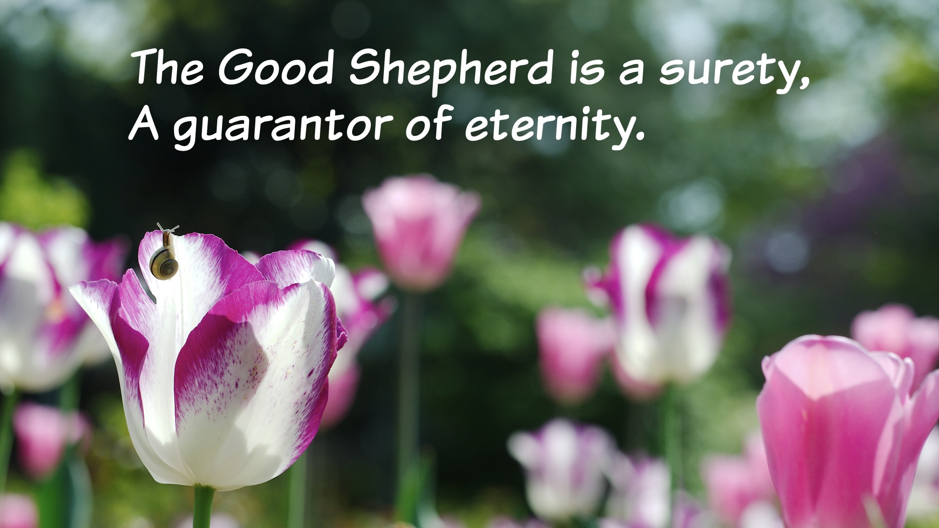 The Good Shepherd is a Surety - Shalom Snail