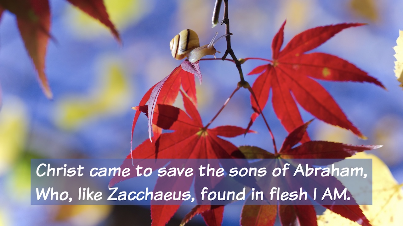 Zacchaeus the Tax Collector Finds Jesus - Shalom Snail